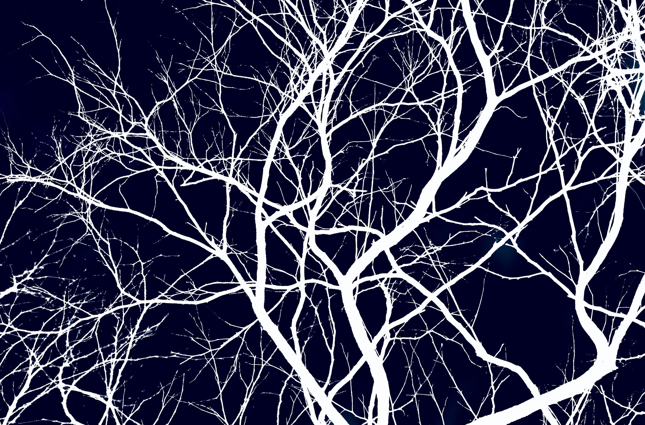White Branches Mural – Wallpaper Warehouse SA